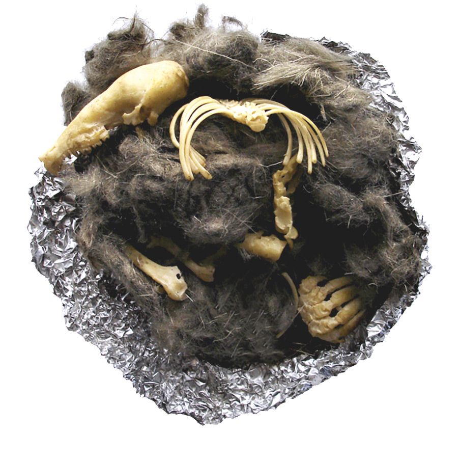 Hands-On Science: Owl Pellet Dissection - Nature Watch Blog