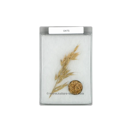 Commercial Crops Display - Food and Seed Display | Nature-Watch