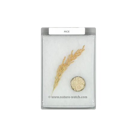 Commercial Crops Display - Food and Seed Display | Nature-Watch