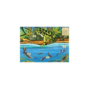 Life Cycle Activities & Crafts: Insect, Butterfly, Plant & Frog Life ...