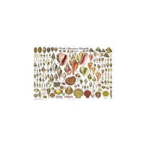 Educational Nature & Science Posters: Animal, Insect & Wildlife ...