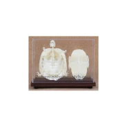 Real Turtle Shells - Turtle Shells for Study or Display | Nature-Watch